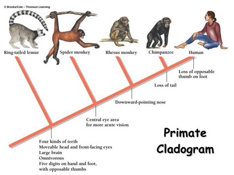 Which Feature Is Common To All Primates