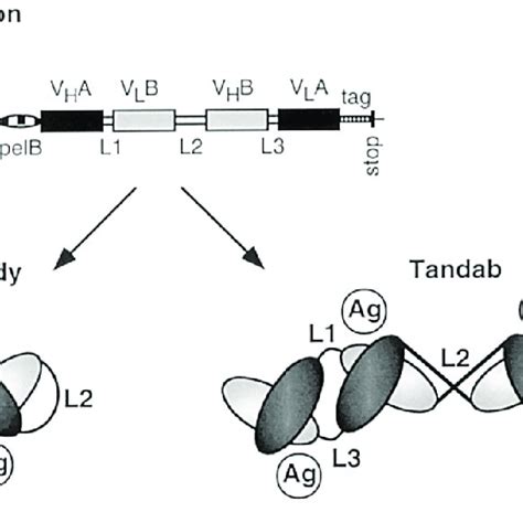 Schematic Representation Of Single Chain Four Domain Gene Constructs