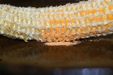 옥수수 곰팡이옥수수에 핀 붉은색 곰팡이흰색 곰팡이 네이버 블로그