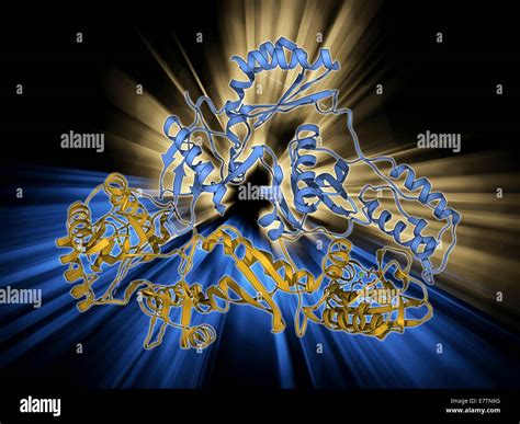 Hiv Reverse Transcription Enzyme Molecular Model Of The Reverse Transcriptase Enzyme Found In