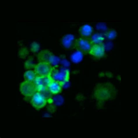 A Cellular Engineering Breakthrough High Yield Crispr Without Viral Vectors Uc San Francisco