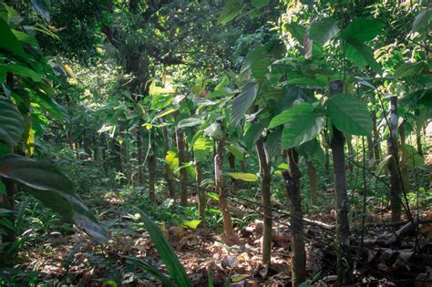 Clonal Propagation What It Is And How It Is Done Agriculture Monthly