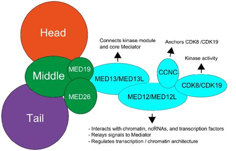 Schematic Overview Of The Structure Of The Mediator Kinase Subunit And