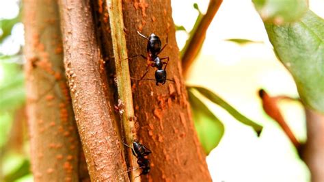 Carpenter Ants On Tree Can They Damage Or Kill Trees