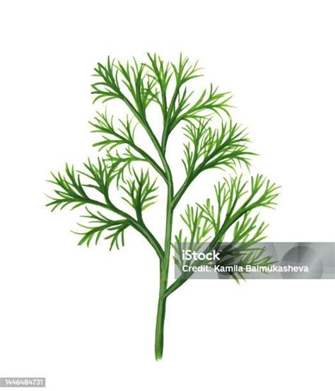 흰색으로 격리 된 익은 딜의 녹색 무리 현실적인 스타일의 딜의 잔디 손으로 그린 그림 딜 허브에 대한 스톡 벡터 아트 및 기타