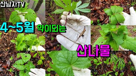 4월 5월 약이되는 흔한 산나물 종류 이름 초보자 산행 태자삼 단풍취 곰취 참취 고추나물 더덕 지장나물 풀솜대 족도리풀 산남자 봄나물 약초 버섯 산행 항암 자연 건강