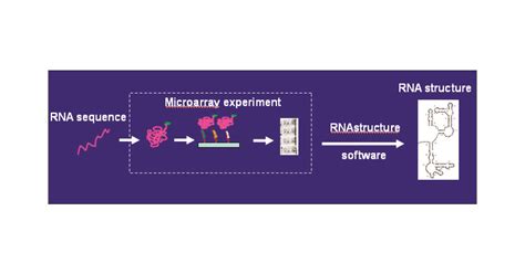 Interpreting Oligonucleotide Microarray Data To Determine Rna Secondary Structure Application