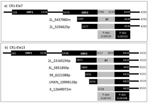 Schematic Representation Of Truncated Sequences Spanning The Rt Domain