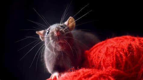 Stealthy Seroxen Rat Malware Increasingly Used To Target Gamers Rinfosecnews
