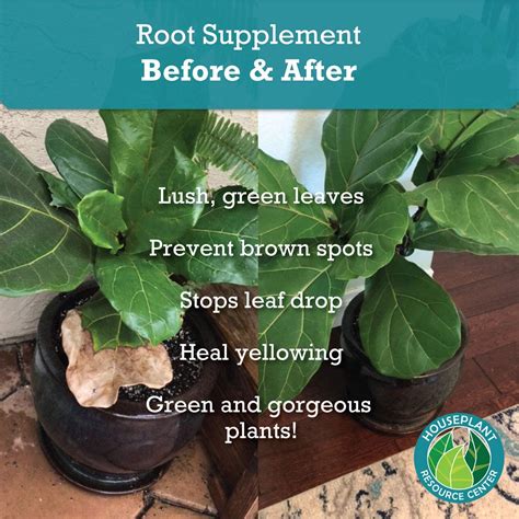 Root Supplement African Violet Resource Center