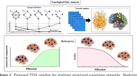 Figure 1 From Altered Topological Structure Of The Brain White Matter