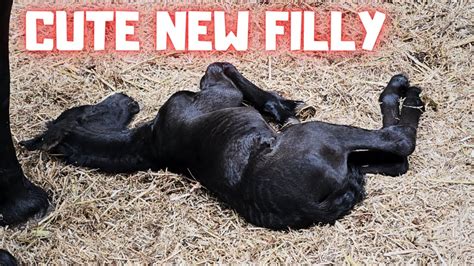 Theres The Newborn Filly The Others Colts And Fillies Last Time We