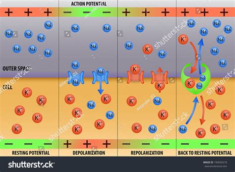 Resting Membrane Potential The Resting Membrane Potential Is The