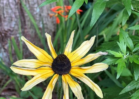 16524143874511 002 Shindara