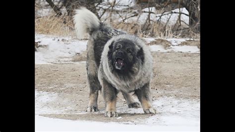 კავკასიური ნაგაზი Youtube