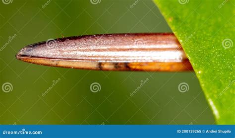 Close Up Of Grasshopper Tail As Background Stock Image Image Of Weapon Detail 200139265