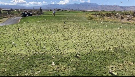 Grasshopper Farmland Grasshopper Outdoor