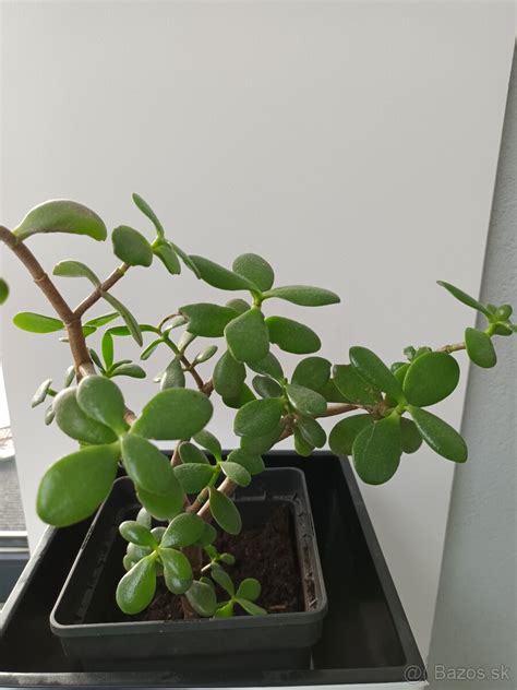 Predam Tucnolist Žilina Bazoš Sk