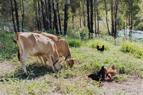 A Practical Guide To Regenerative Closed Loop Systems Wormbiz Red Wigglers And Vermicompost