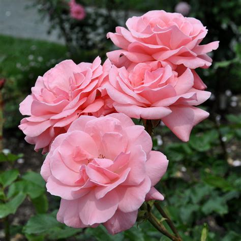 Queen Elizabeth | Roses' Name