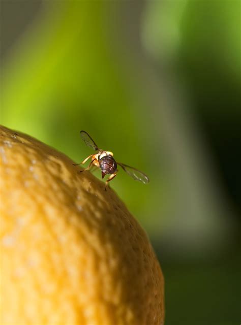 Organic Fruit Fly Control Burkes Backyard