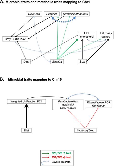 Analysis Of Strain Sex And Diet Dependent Modulation Of Gut Microbiota Reveals Candidate