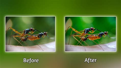Macro Photography How To Edit Macro Photos Using Lightroom And Snapseed
