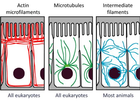 Module 44 Intermediate Filaments Flashcards Quizlet