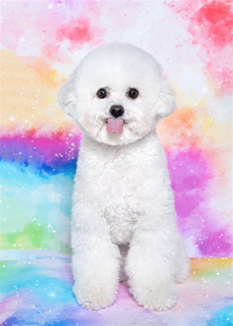 청주 사진관 애플주니스튜디오 강아지 오로라멍 촬영 후기 네이버 블로그