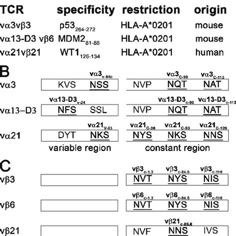 Pdf Increasing Functional Avidity Of Tcr Redirected T Cells By Removing Defined N