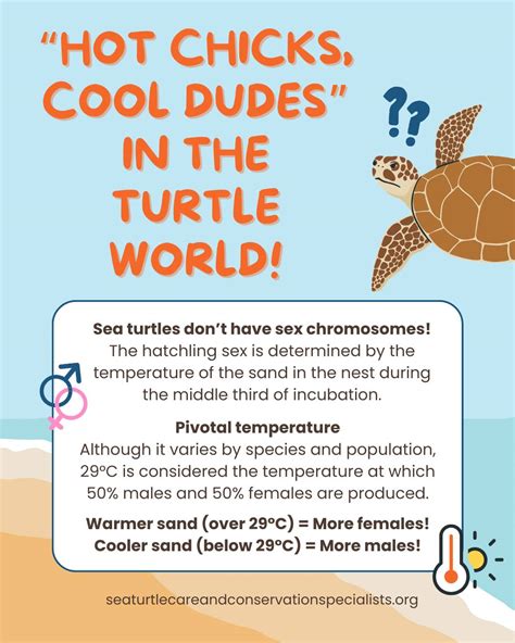 Sea Turtle Care And Conservation Specialists