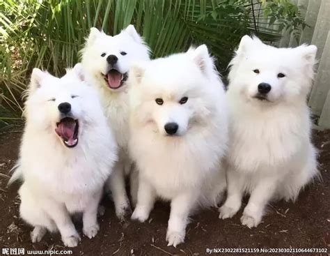 狗摄影图 其他生物 生物世界 摄影图库 昵图网