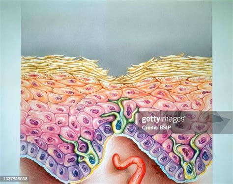 Granular Cells Photos And Premium High Res Pictures Getty Images