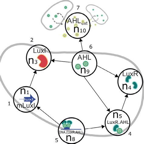 Synthetic Gene Circuit Download Scientific Diagram