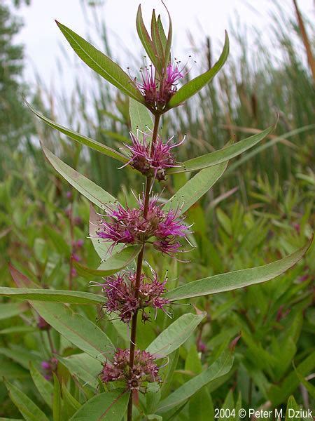 Decodon Verticillatus Alchetron The Free Social Encyclopedia