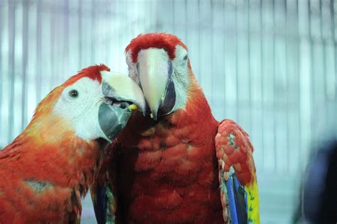 Two Macaws Together Free Photos On