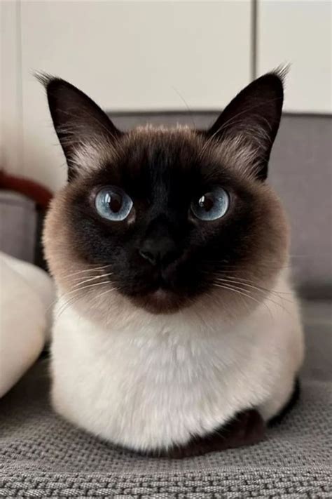 The Blue Point In Siamese Cats [explained]