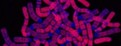 Dna Replication Timing And Its Impact On Cellular Plasticity
