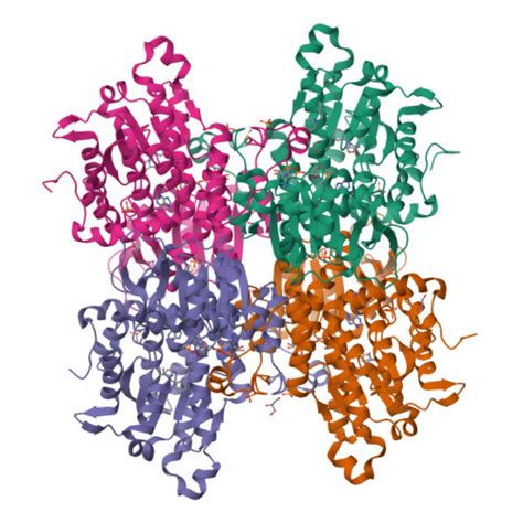 Rcsb Pdb 8cfk Crystal Structure Of S Adenosyl L Homocysteine Hydrolase From P Aeruginosa In