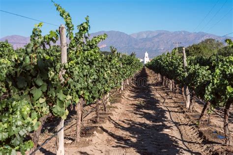 Viñedos En Western Cape Cerca De Franschhoek Suráfrica Foto De