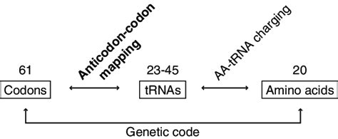 Mapping Of The Genetic Code In The Standard Genetic Code There Are 61 Download Scientific