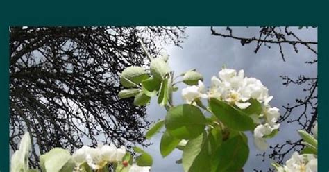 Ull Book The Betrothed By Alessandro Manzoni Acquire Windows Text