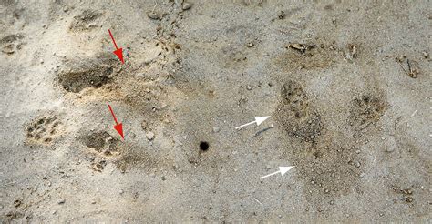 In Person Classes And Webinar Schedule — Earth Skills