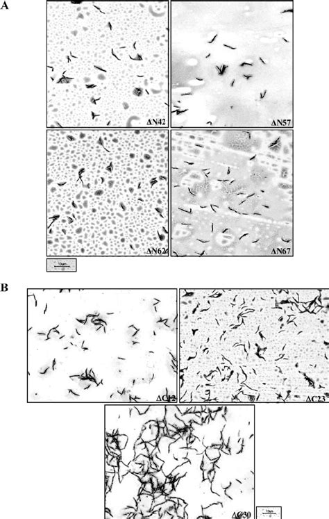Complementation Phenotypes Of N Terminal A And C Terminal B