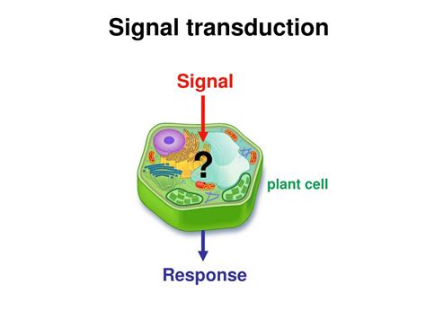 Ppt Ethylene Responses Powerpoint Presentation Free Download Id