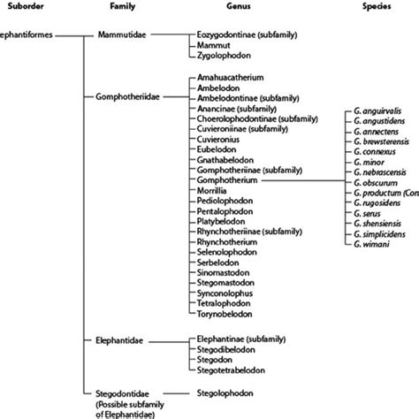 Proboscidean Phylogeny Displaying High Degree Of Diversity Within The Download Scientific