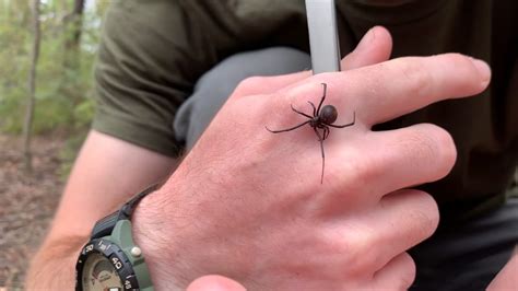20 Facts About Redback Spiders Pictures Information And Video Before