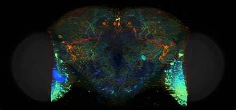 P{vt002026 Gal4} Expression Pattern [vfbexp Fbtp0103560] Virtual Fly Brain