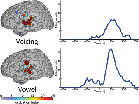 The Spatial Topography And Temporal Dynamics Are Shown In The Left And Download Scientific