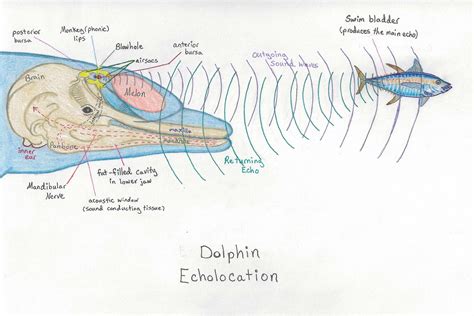 How Do Dolphins Use Echolocation